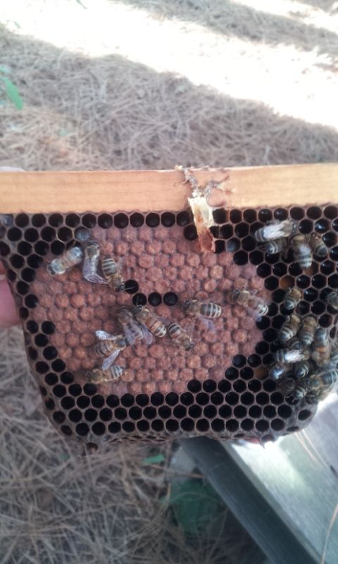 Mini Mating Nuc | Beesource Beekeeping Forums