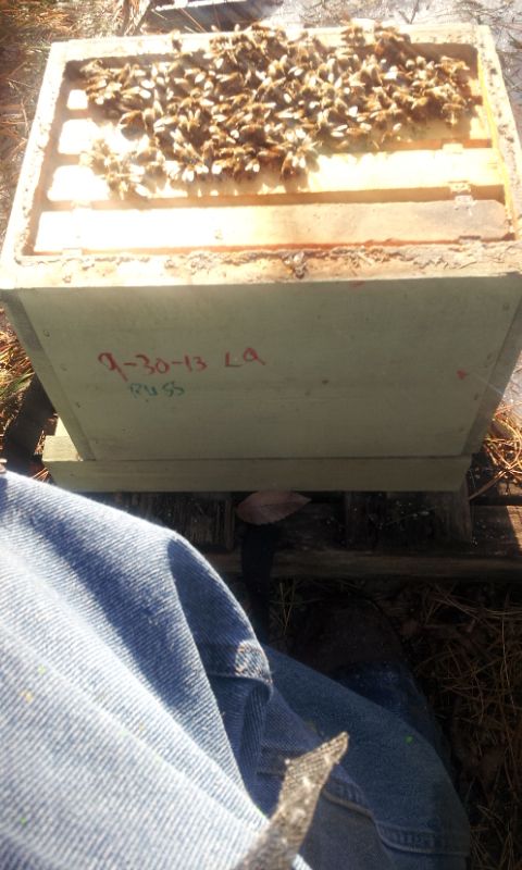 How I plan on overwintering 40 mating nucs on mini frames | Page 4 | Beesource Beekeeping Forums