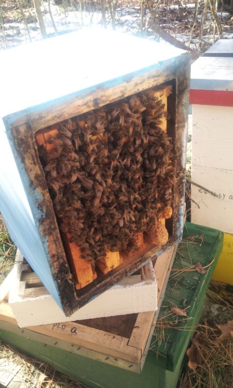 How I plan on overwintering 40 mating nucs on mini frames | Page 4 | Beesource Beekeeping Forums