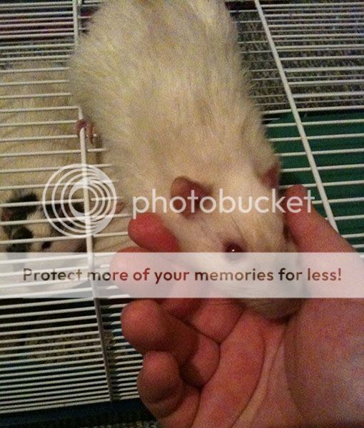 Lap Rats | Rat Forum