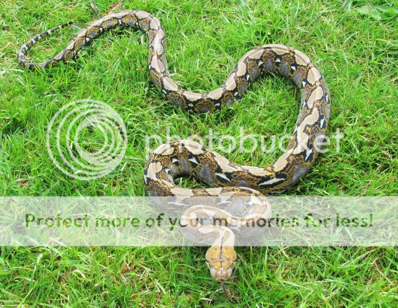 W Midlands - Dwarf Reticulated Python for sale with pics | Reptile Forums