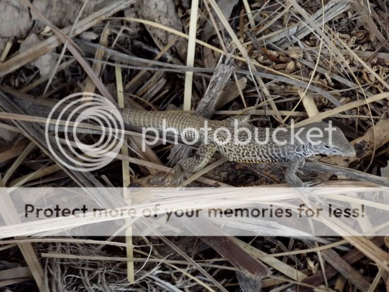 Most Enjoyable West TX Trip EVER! - Field Herp Forum