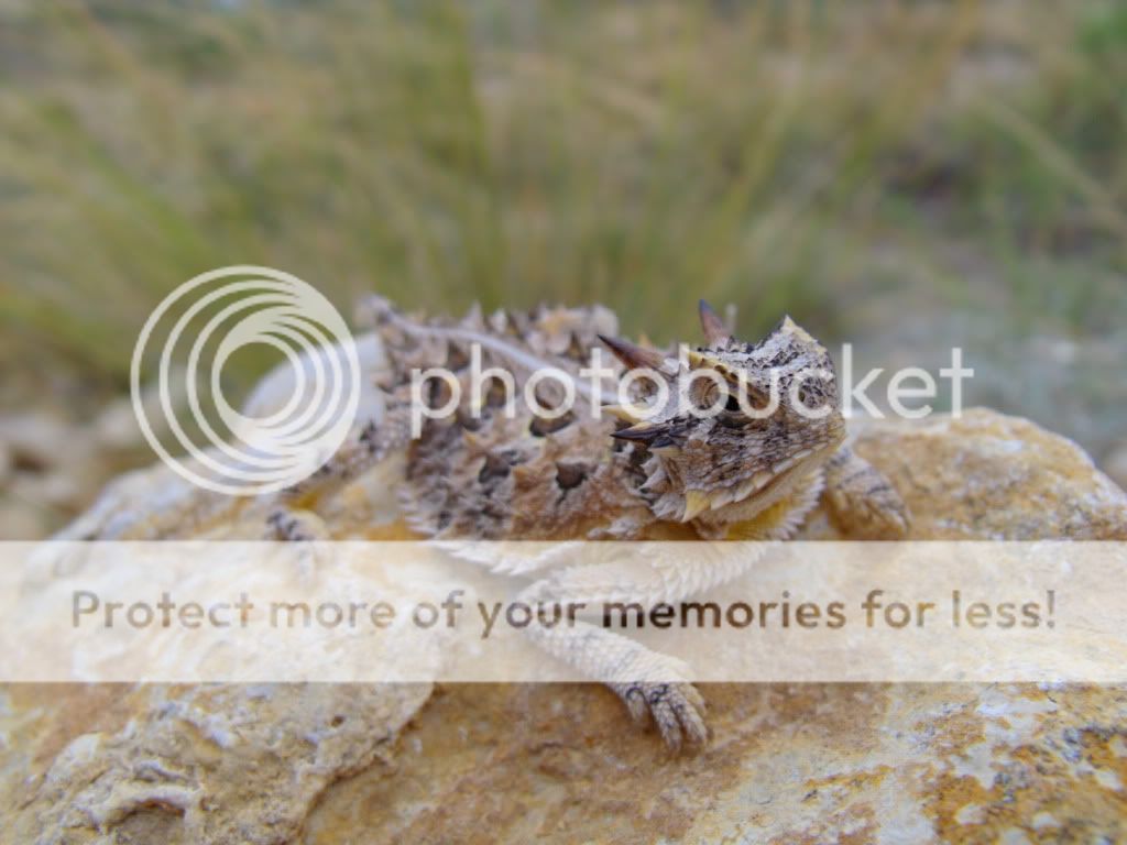 Great trip to the Trans Pecos! - Field Herp Forum