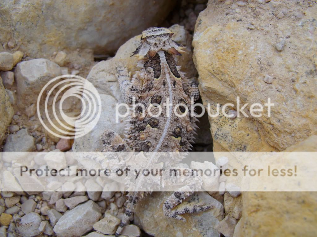 Great trip to the Trans Pecos! - Field Herp Forum