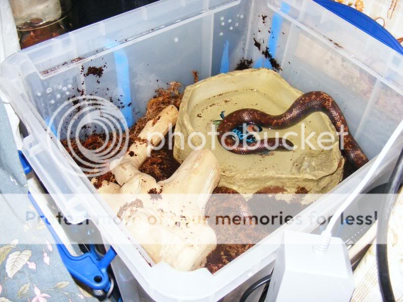 Does anyone own Calabar Pythons? | Reptile Forums