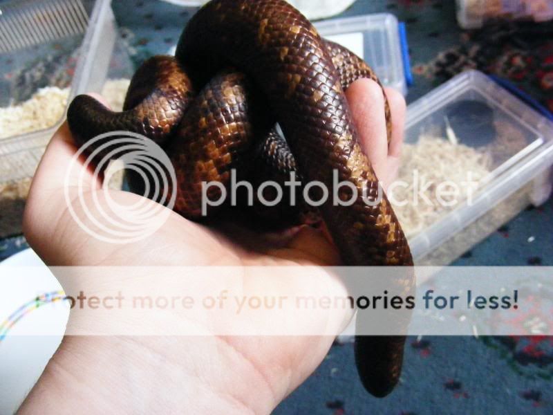 Calabar 'Pythons' | Reptile Forums