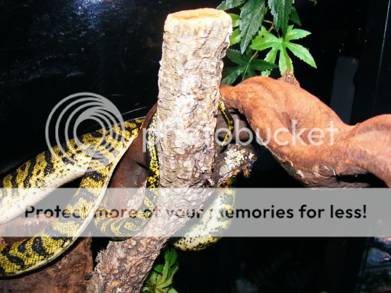 MPA's CARPONDRO UPDATE pic heavy | Reptile Forums