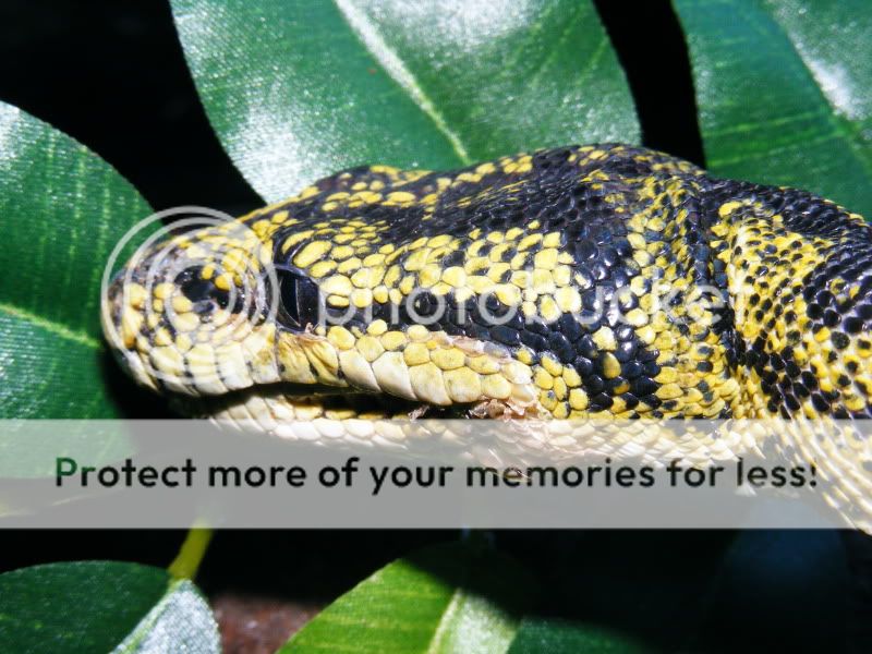 MPA's CARPONDRO UPDATE pic heavy | Reptile Forums