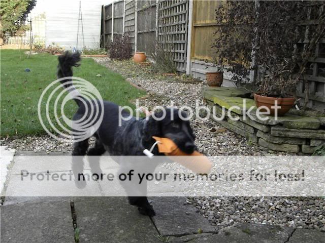 spangles? | Horse and Hound Forum