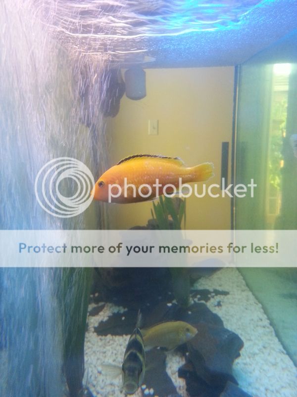 Sick fish - possible fin rot or worse | Cichlid Fish Forum