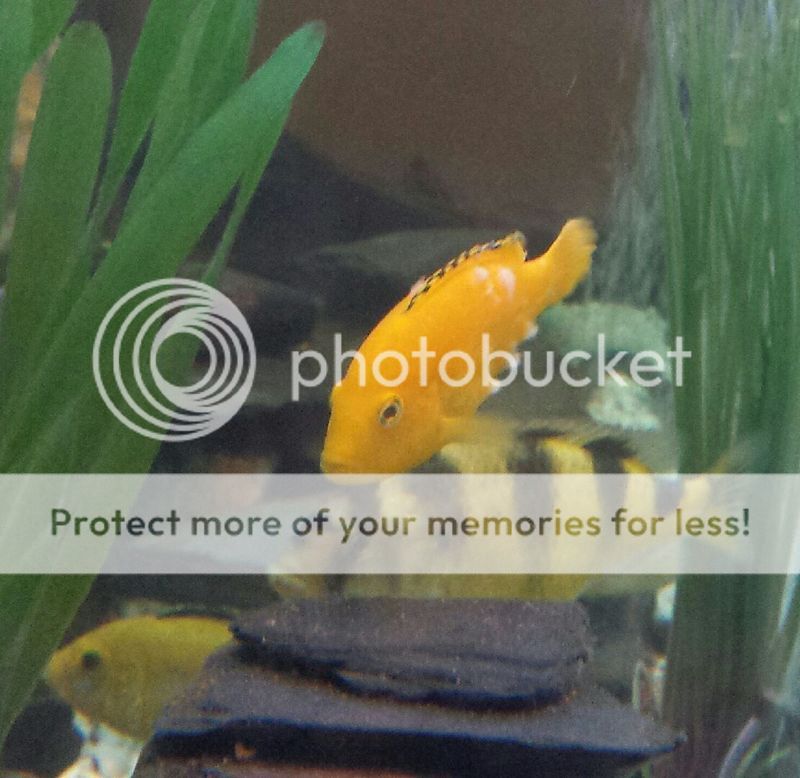 Sick fish - possible fin rot or worse | Cichlid Fish Forum