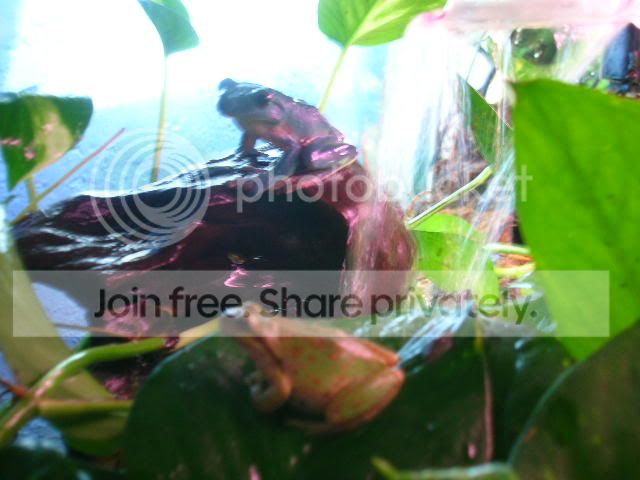 Vietnamese Giant Tree Frogs | MonsterFishKeepers.com