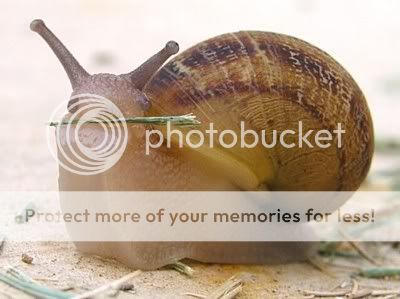 Gastropods - Total War: Shogun 2 Heaven Forum