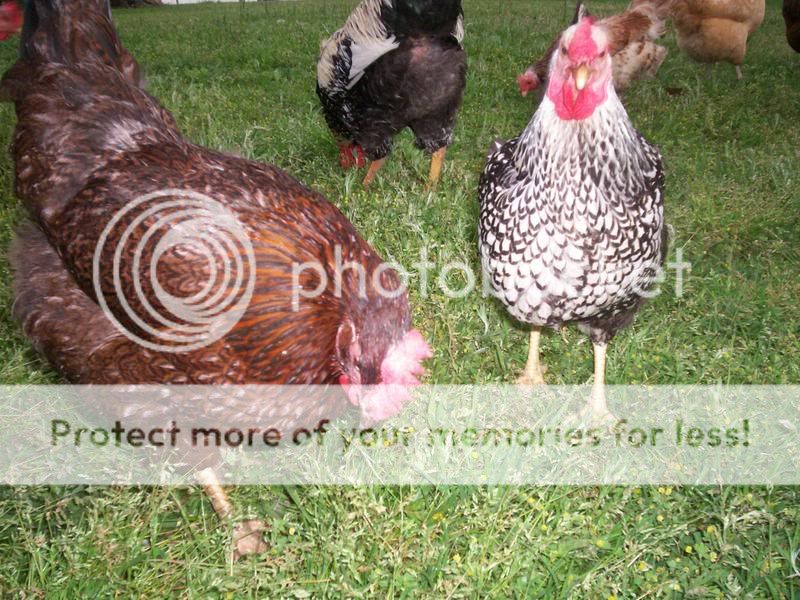 Partrige wyandotte? | BackYard Chickens - Learn How to Raise Chickens