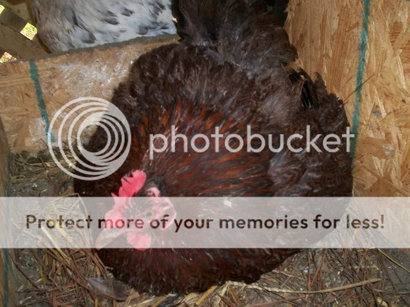 Partrige wyandotte? | BackYard Chickens - Learn How to Raise Chickens